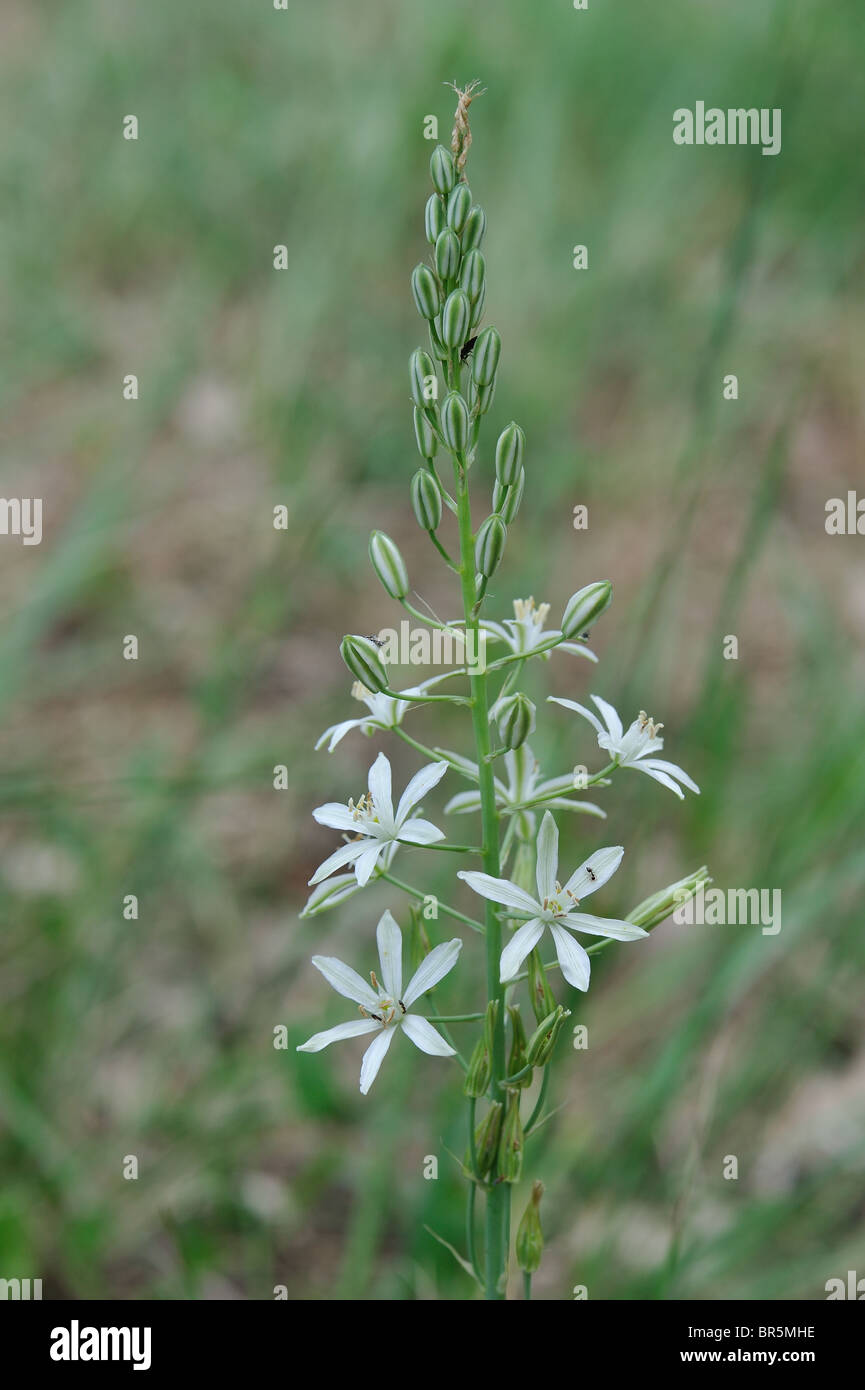 About asphodelus albus hi-res stock photography and images - Alamy