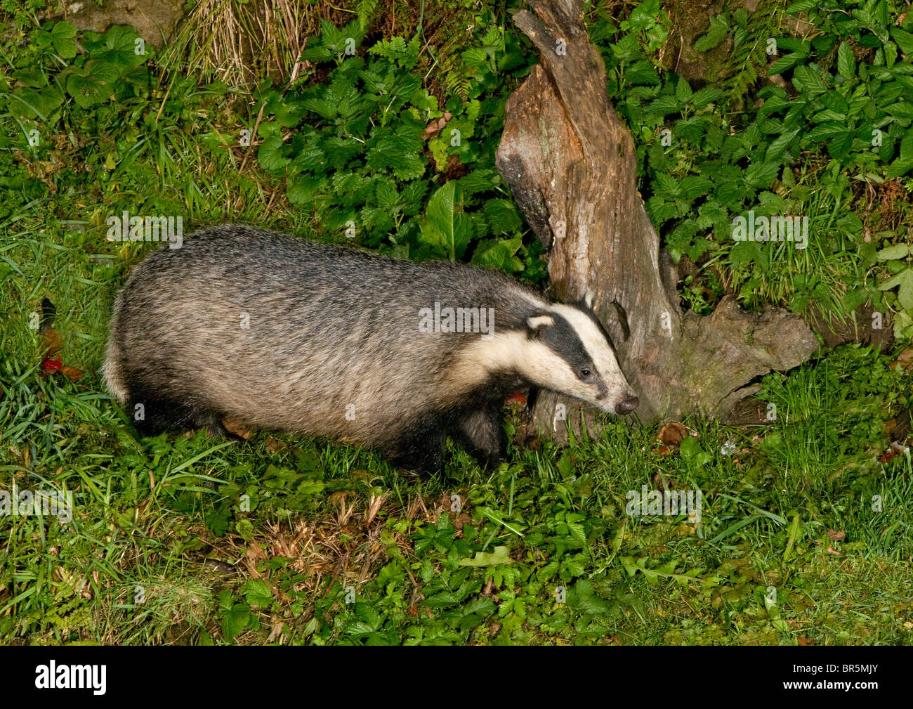 Badger (meles meles Stock Photo - Alamy