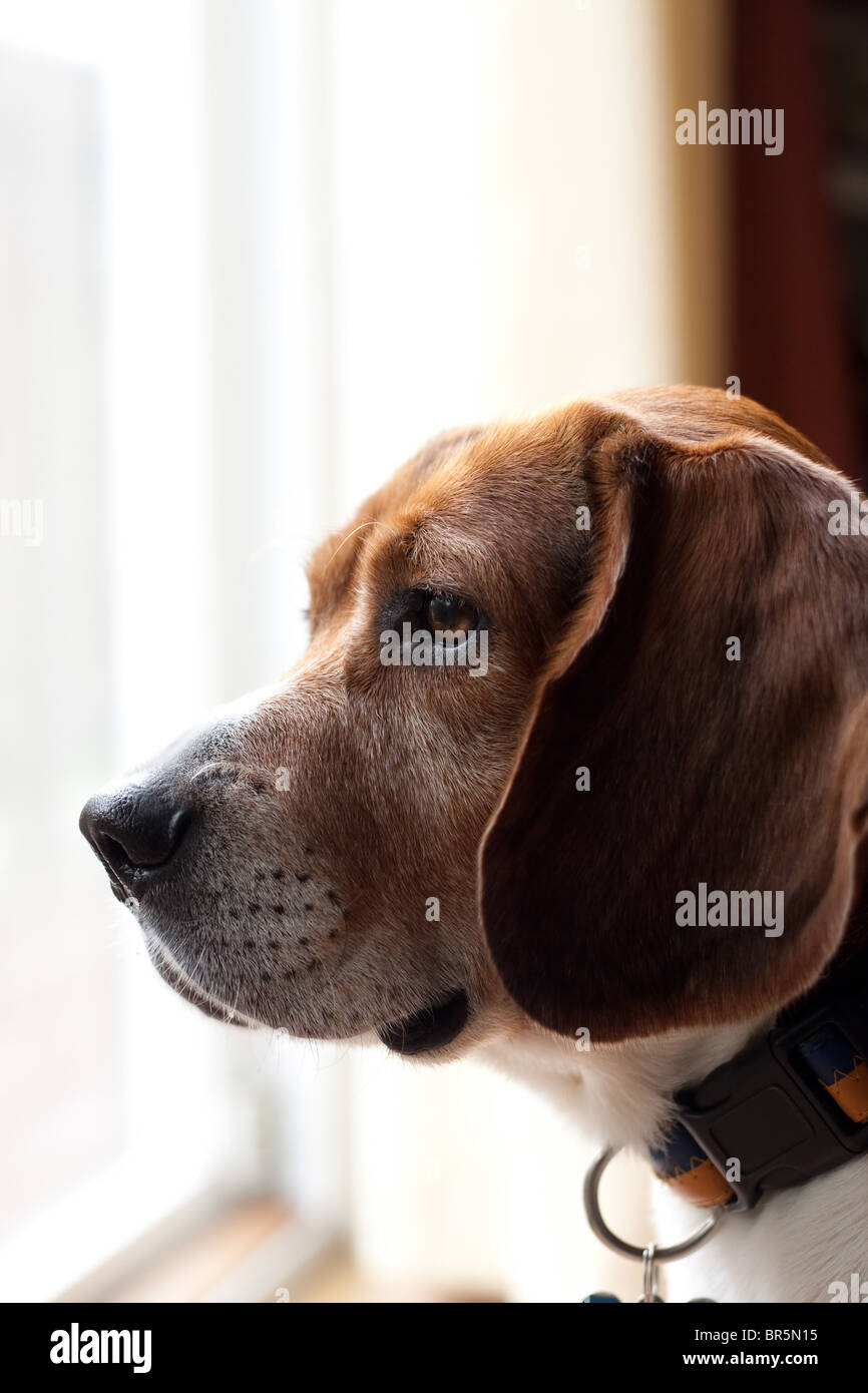Portrait of a handsome young beagle dog. Shallow depth of field Stock ...