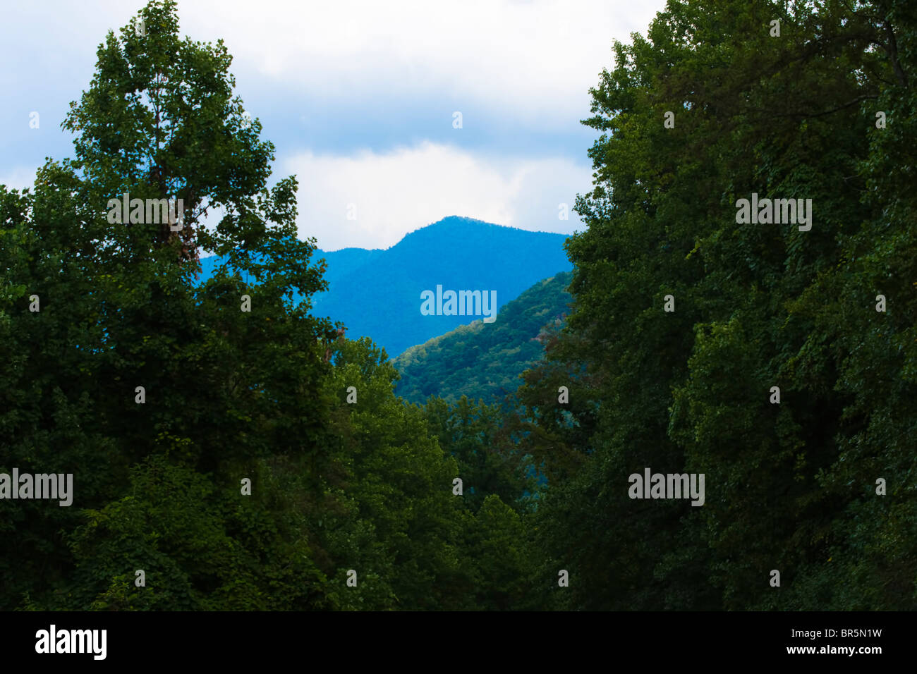 Woodlands forest hi-res stock photography and images - Alamy