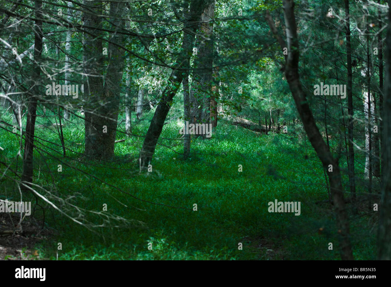 Thick forests hi-res stock photography and images - Alamy