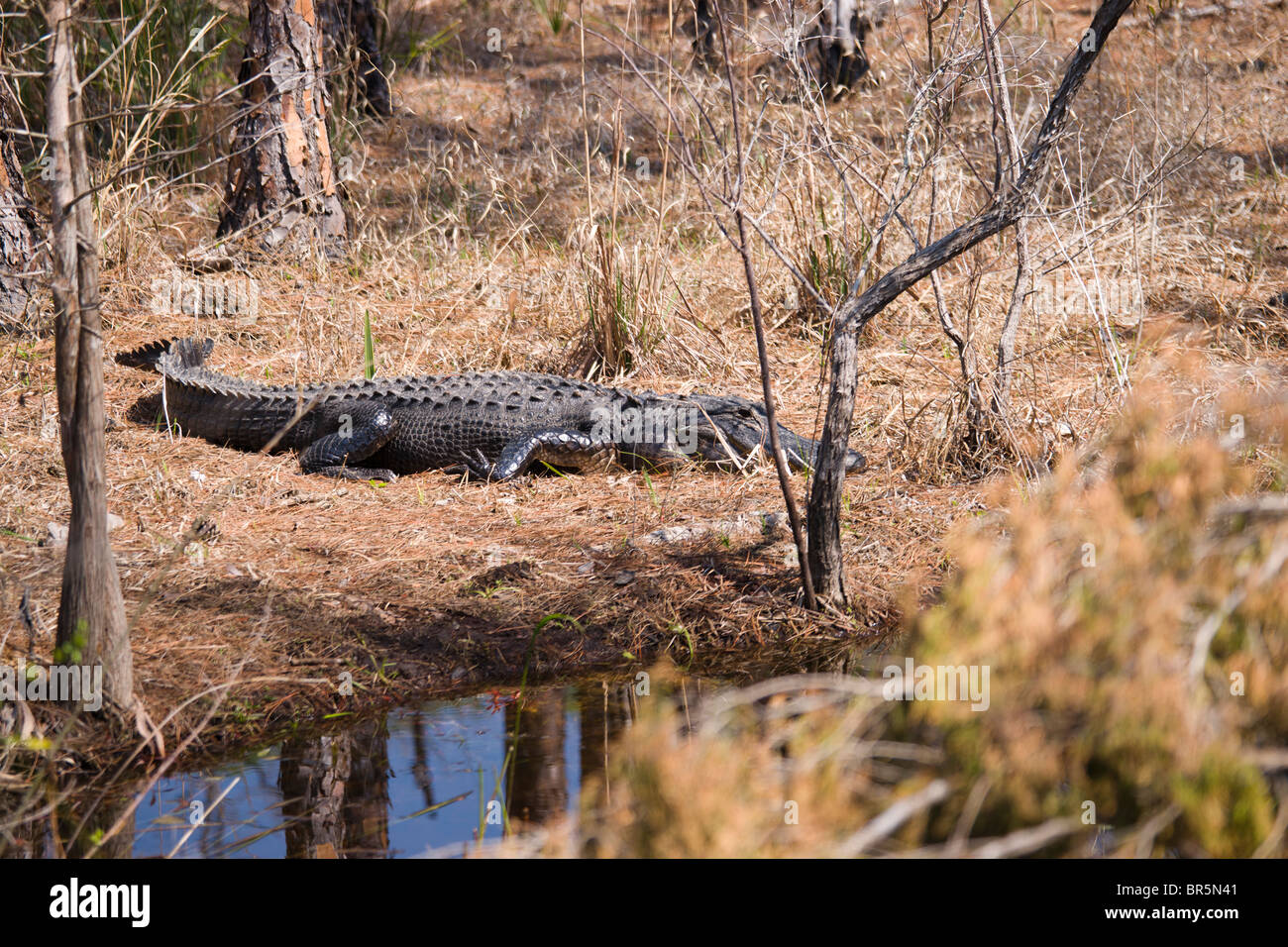 Mississippi alligator hi-res stock photography and images - Alamy