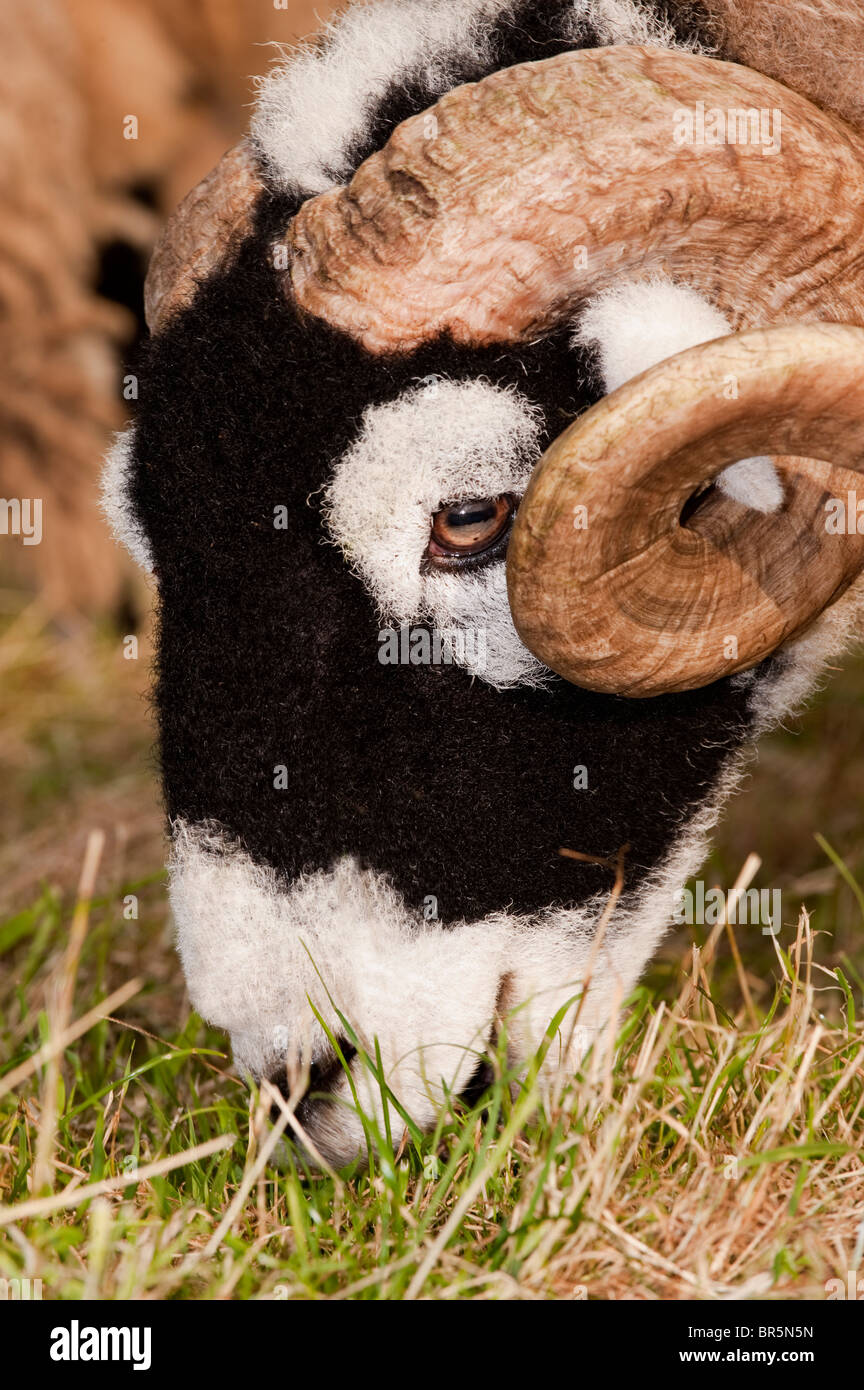 Swaledale tup hi-res stock photography and images - Alamy