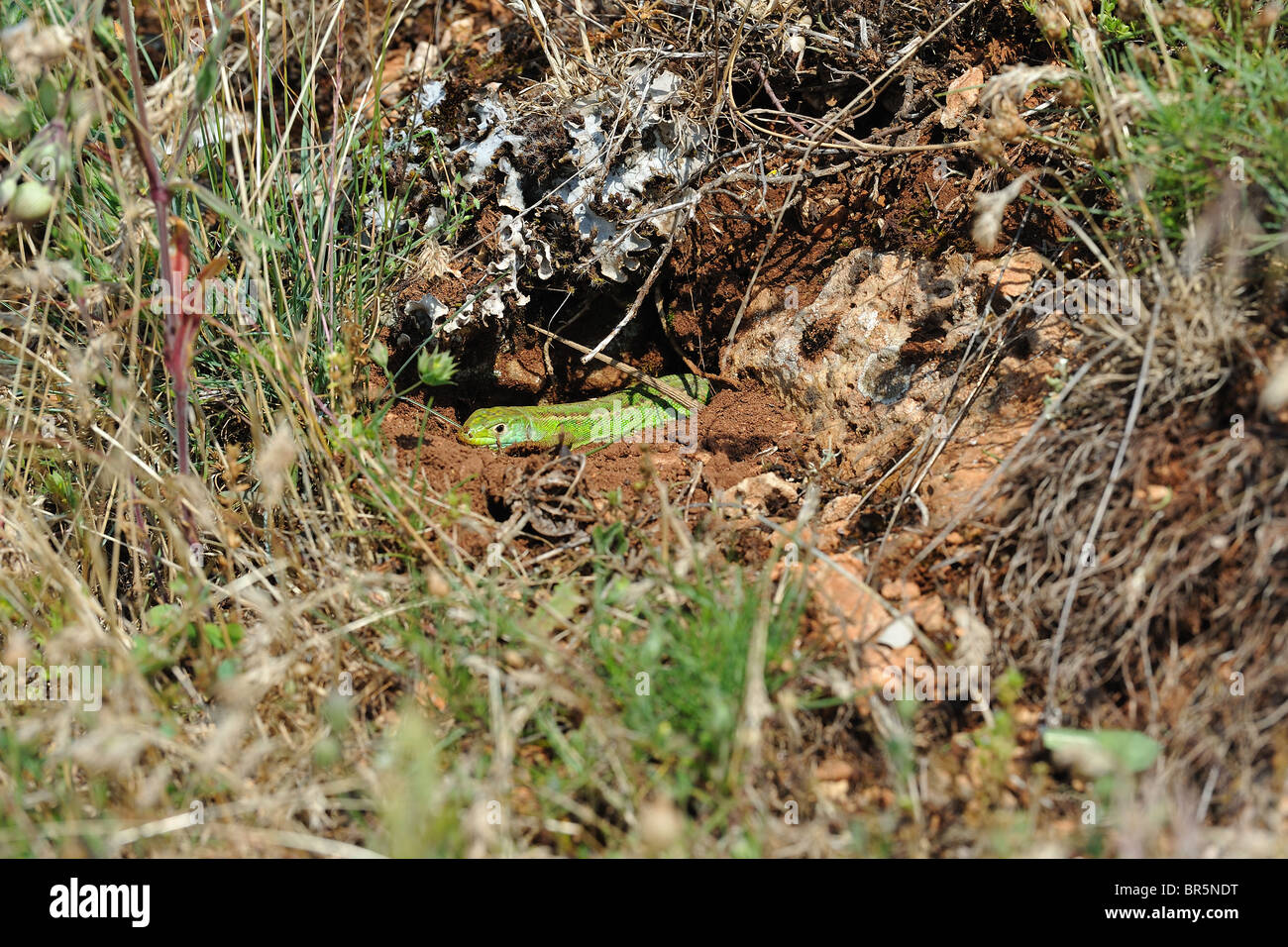 European Green lizard (Lacerta viridis) - female digging a hole to lay ...