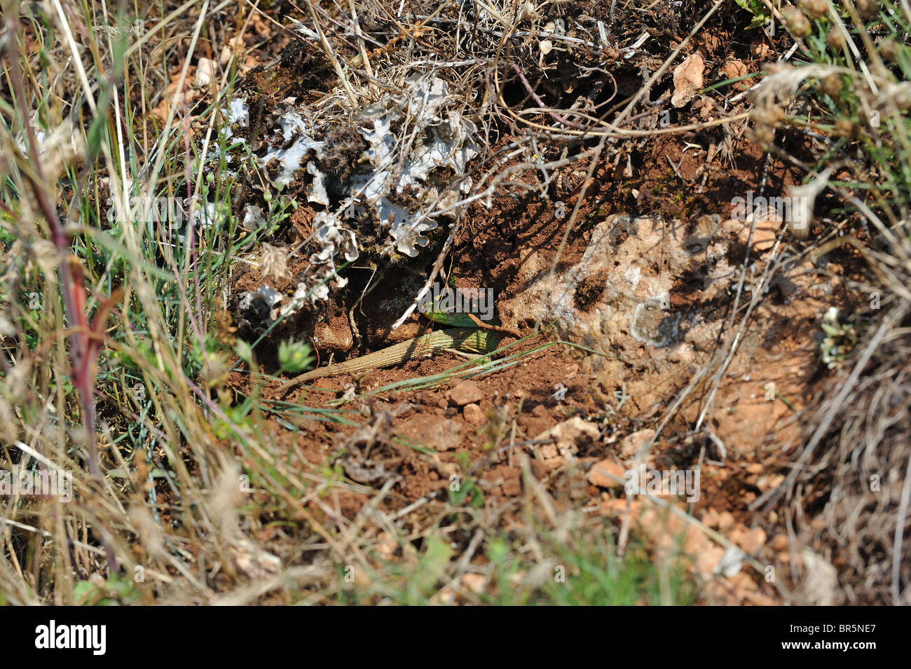 European Green lizard (Lacerta viridis) - female digging a hole to lay ...