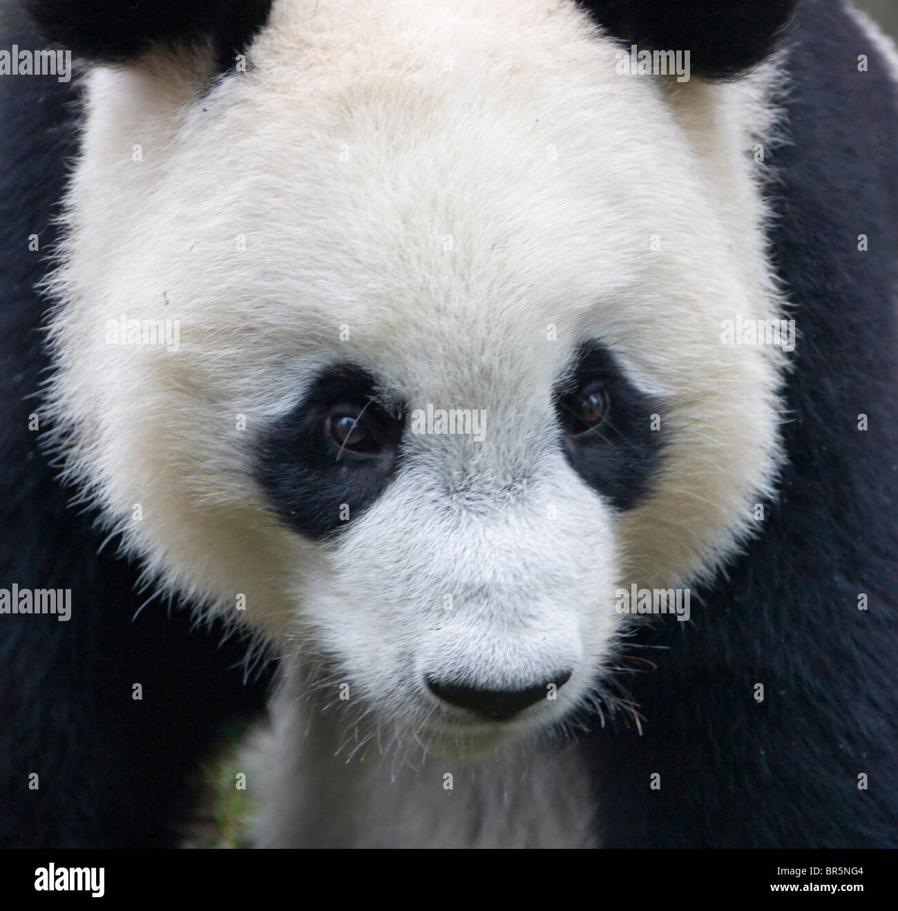 Close up of Giant panda cub in the forest, Ya'an, Sichuan, China Stock ...