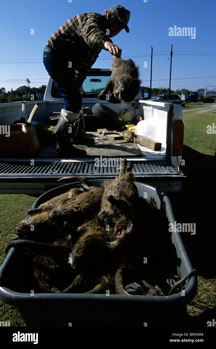 Trapping animals hi-res stock photography and images - Alamy