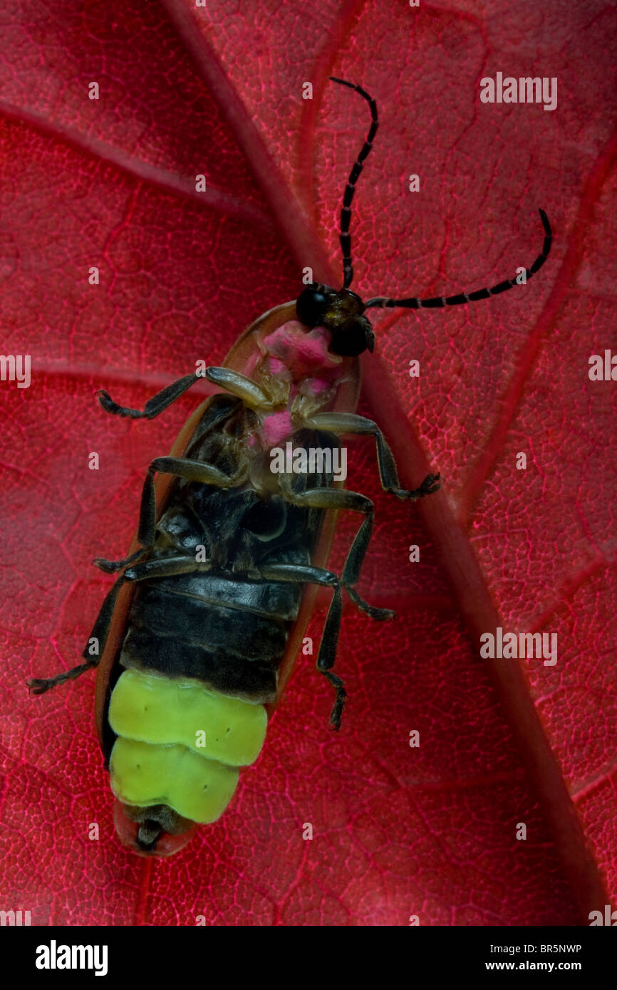 Lightning Bug Flying