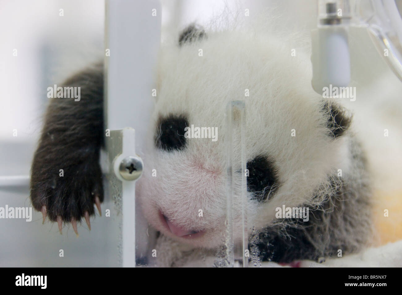 3 month panda hi-res stock photography and images - Alamy