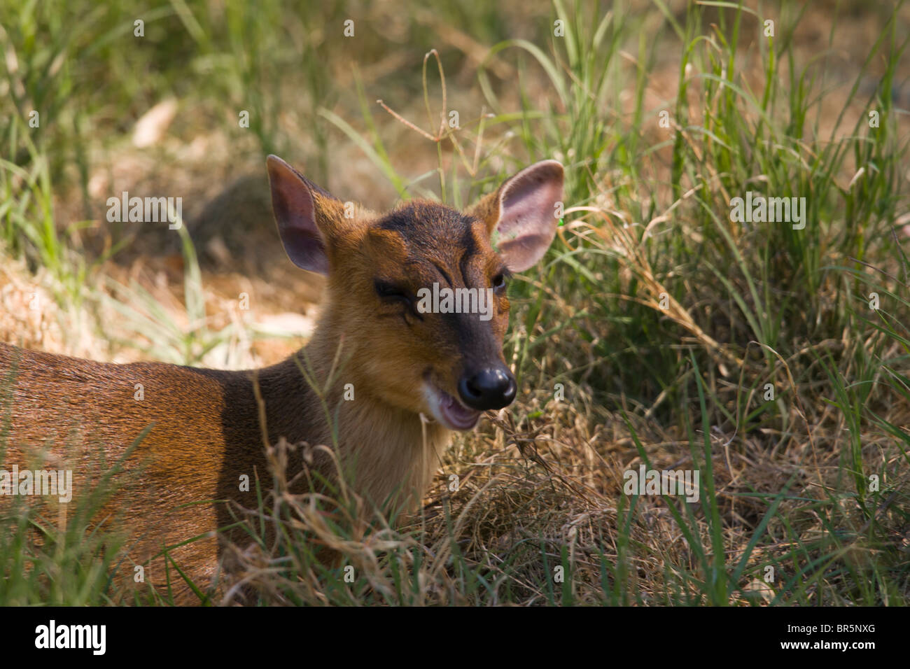 Muntjac fawn hi-res stock photography and images - Alamy