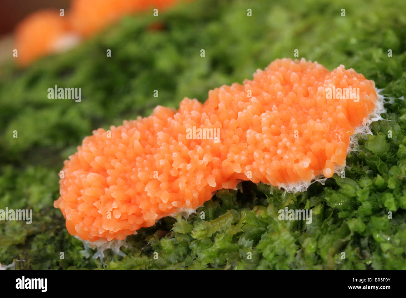 A slime mould or myxomycete (Lindbladia effusa var simplex) fruiting ...