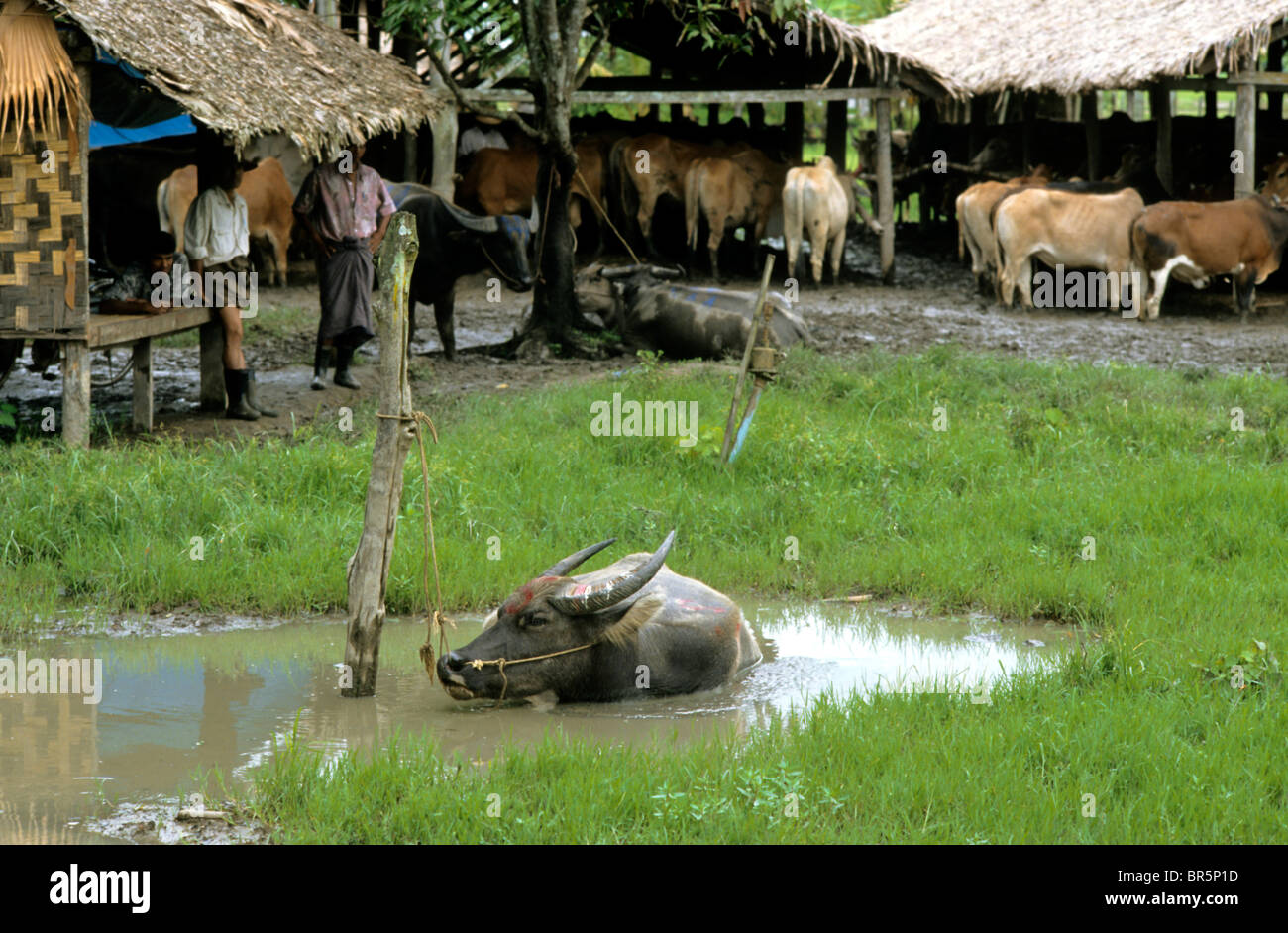 Water buffalo, Burma, Myanmar, Asia Stock Photo - Alamy
