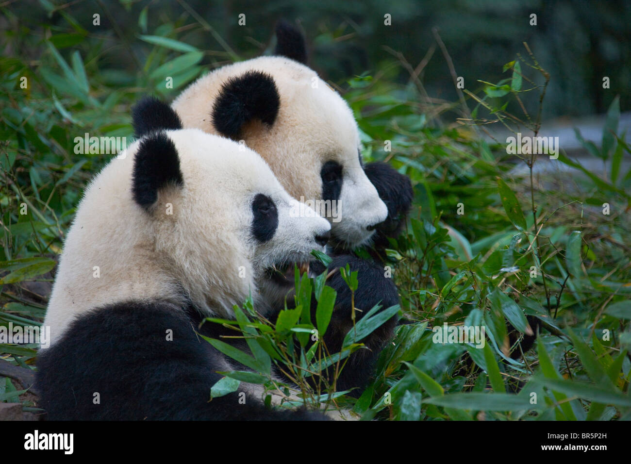 Giant Panda Cubs Eating Bamboo