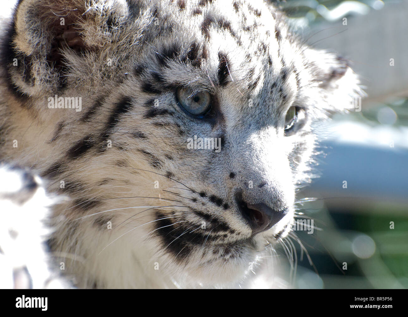 Snow leopard cub (headshot Stock Photo - Alamy