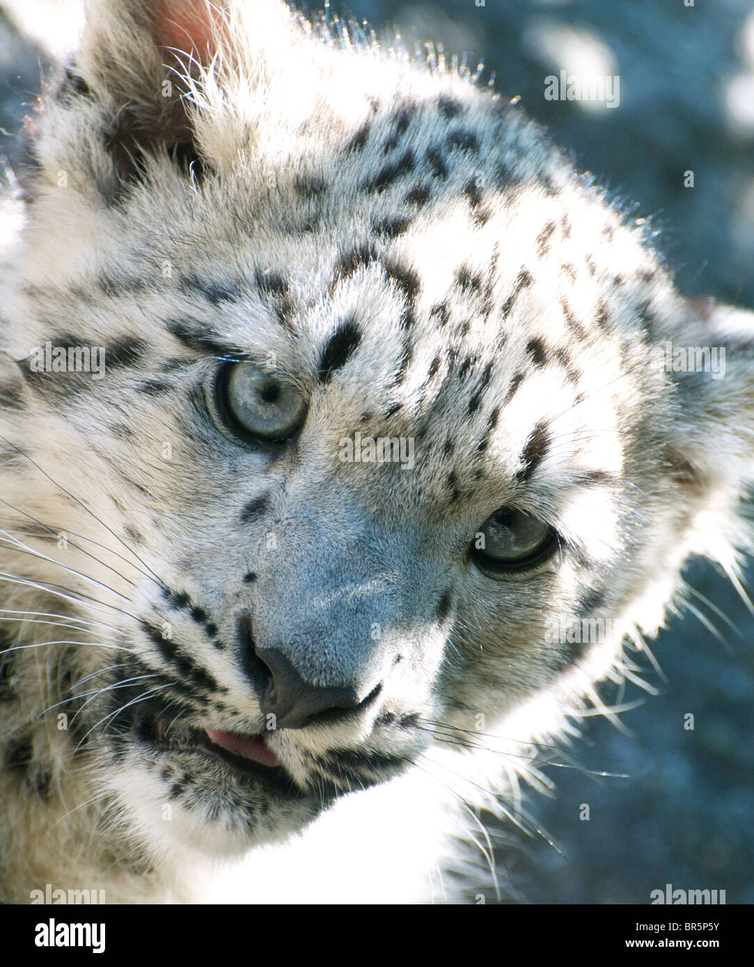 Snow leopard cub (headshot Stock Photo - Alamy