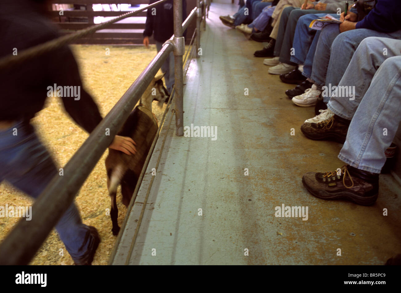 Livestock auction usa hi-res stock photography and images - Alamy