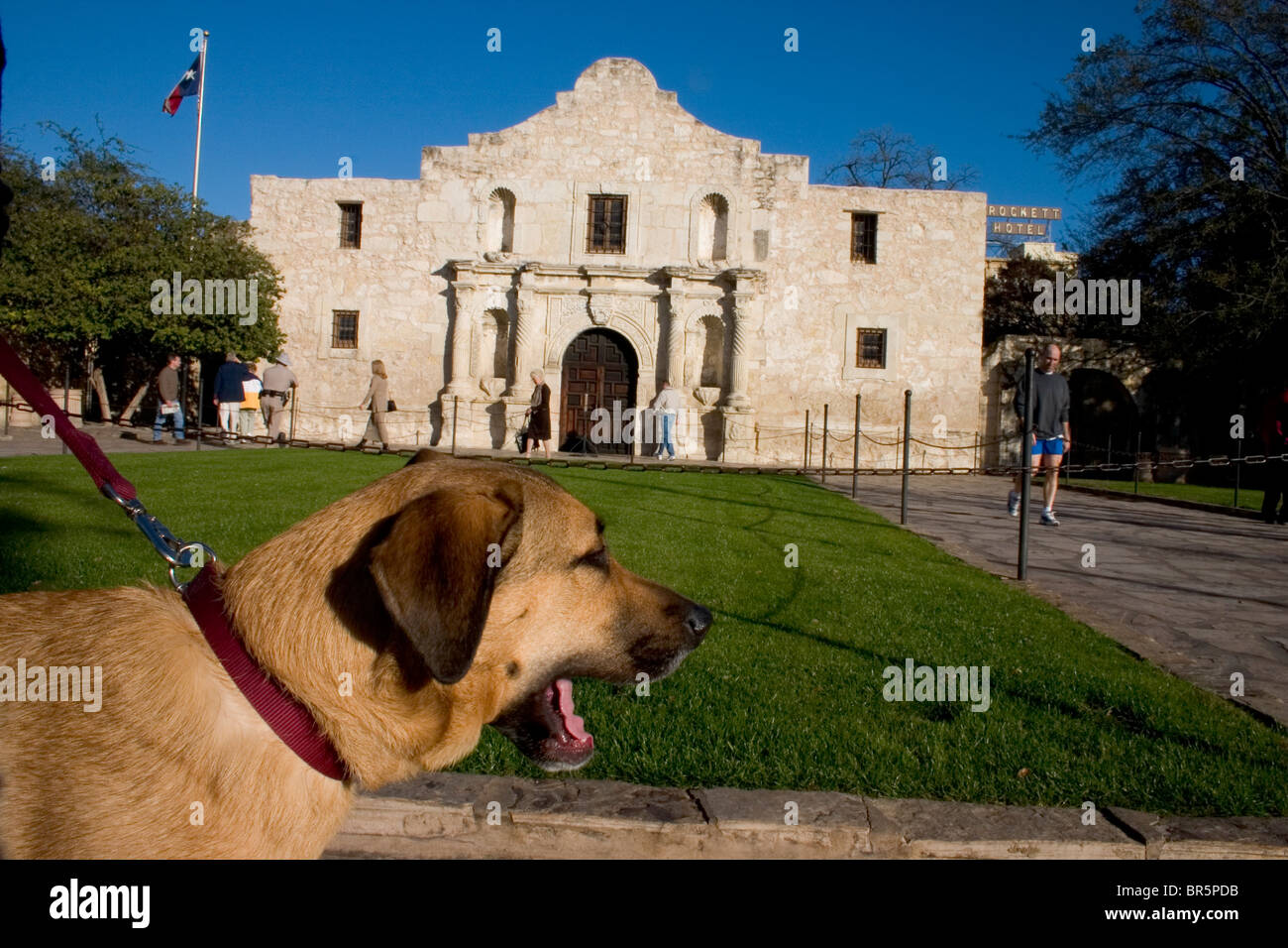 Dog in front of the Alamo Stock Photo - Alamy