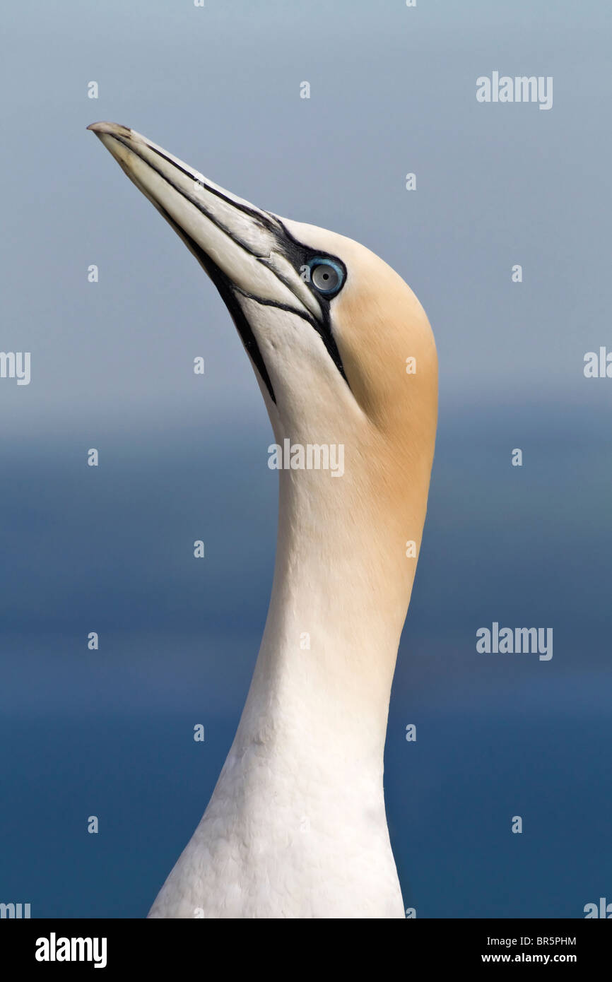 Northern gannet hi-res stock photography and images - Alamy
