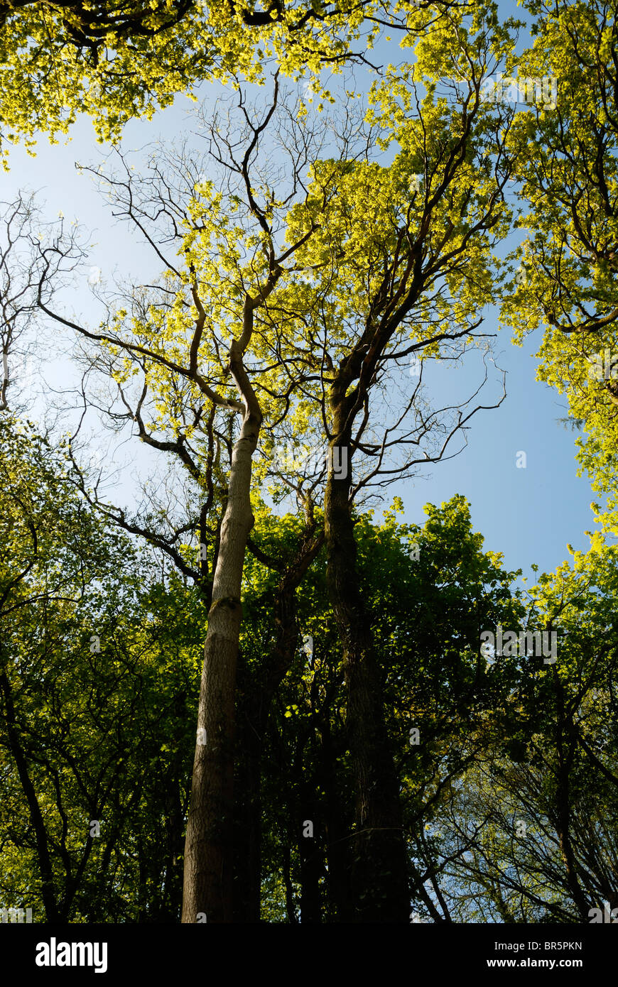 Oak, Quercus petraeae and Ash, Fraxinus excelsior trees in Spring ...