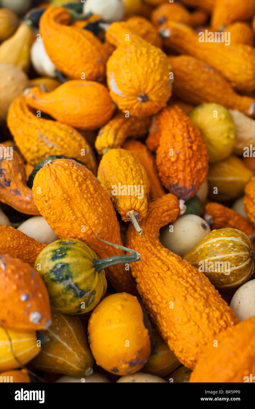 Variety of winter squash hi-res stock photography and images - Alamy
