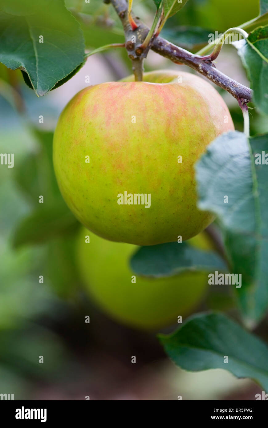 MALUS DOMESTICA FALSTAFF APPLE Stock Photo - Alamy