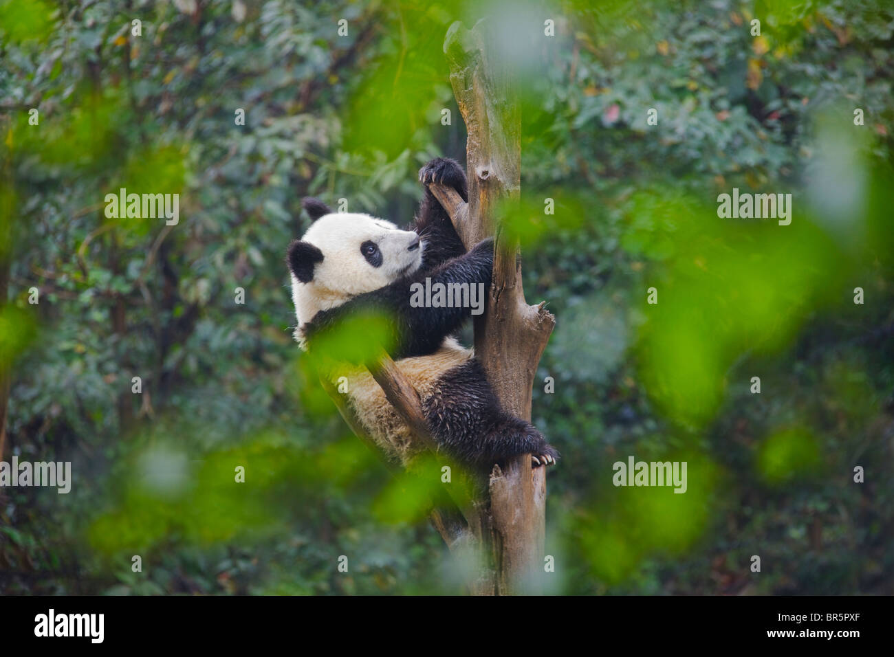 Panda tree mountains hi-res stock photography and images - Alamy