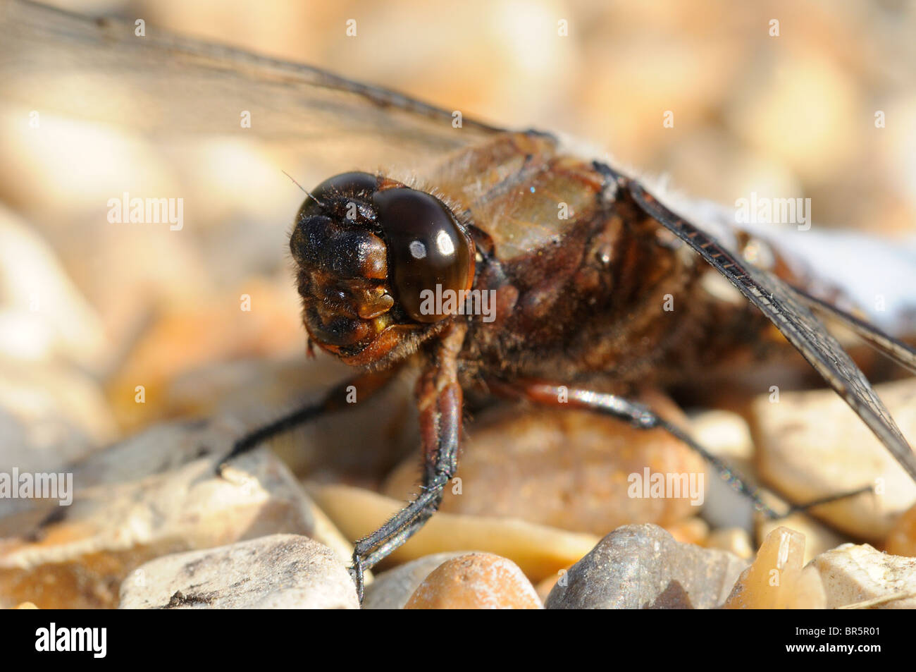 Dragonfly head hi-res stock photography and images - Alamy