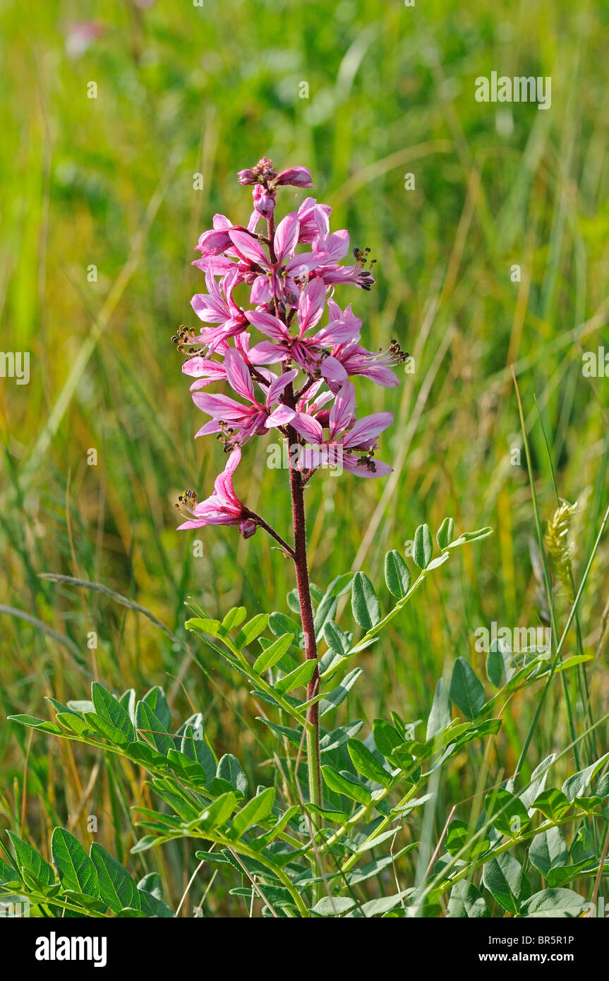 Burning Bush or False Dittany (Dictamnus albus) flower spike, Bulgaria ...