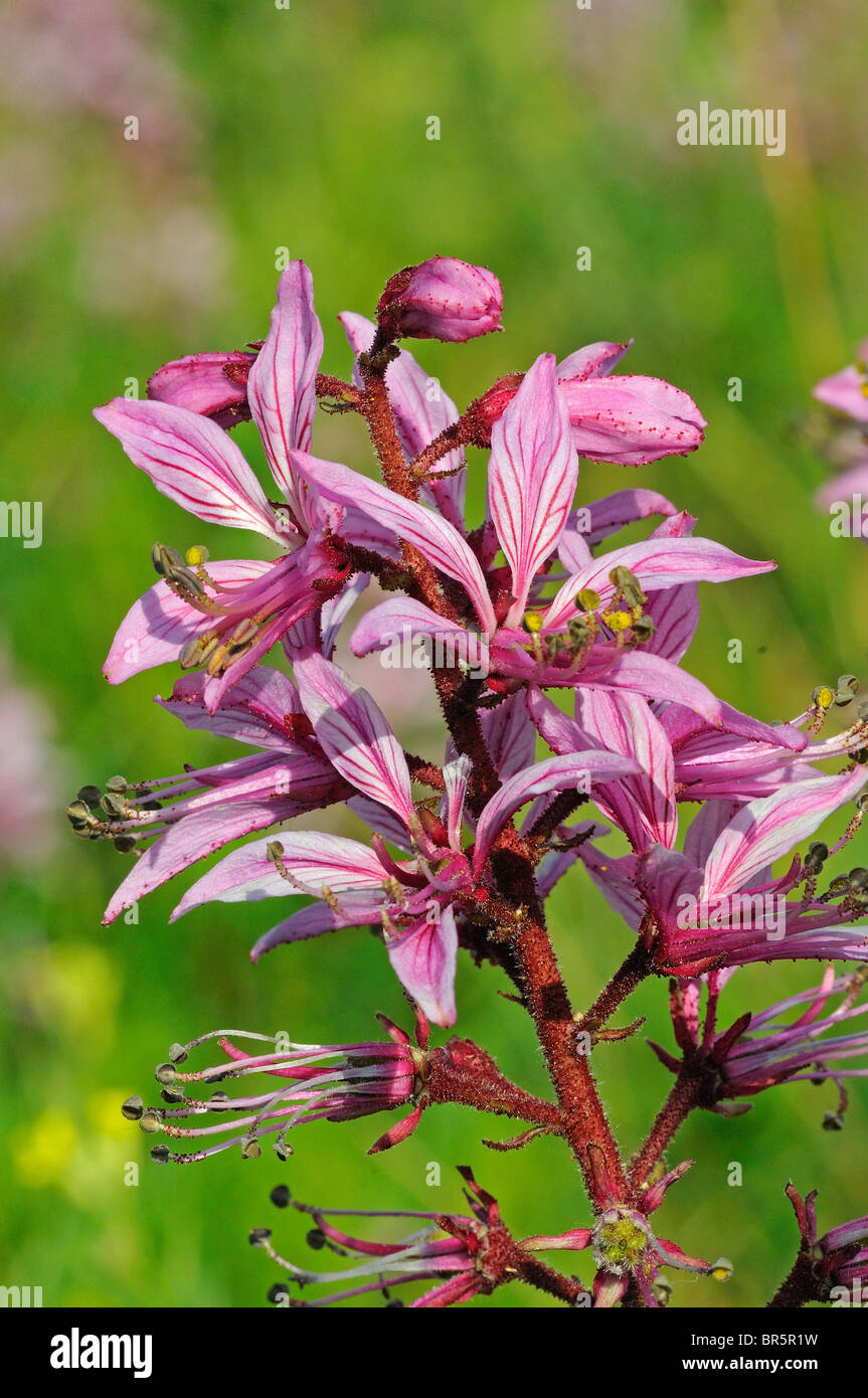 Dictamnus flower hi-res stock photography and images - Alamy