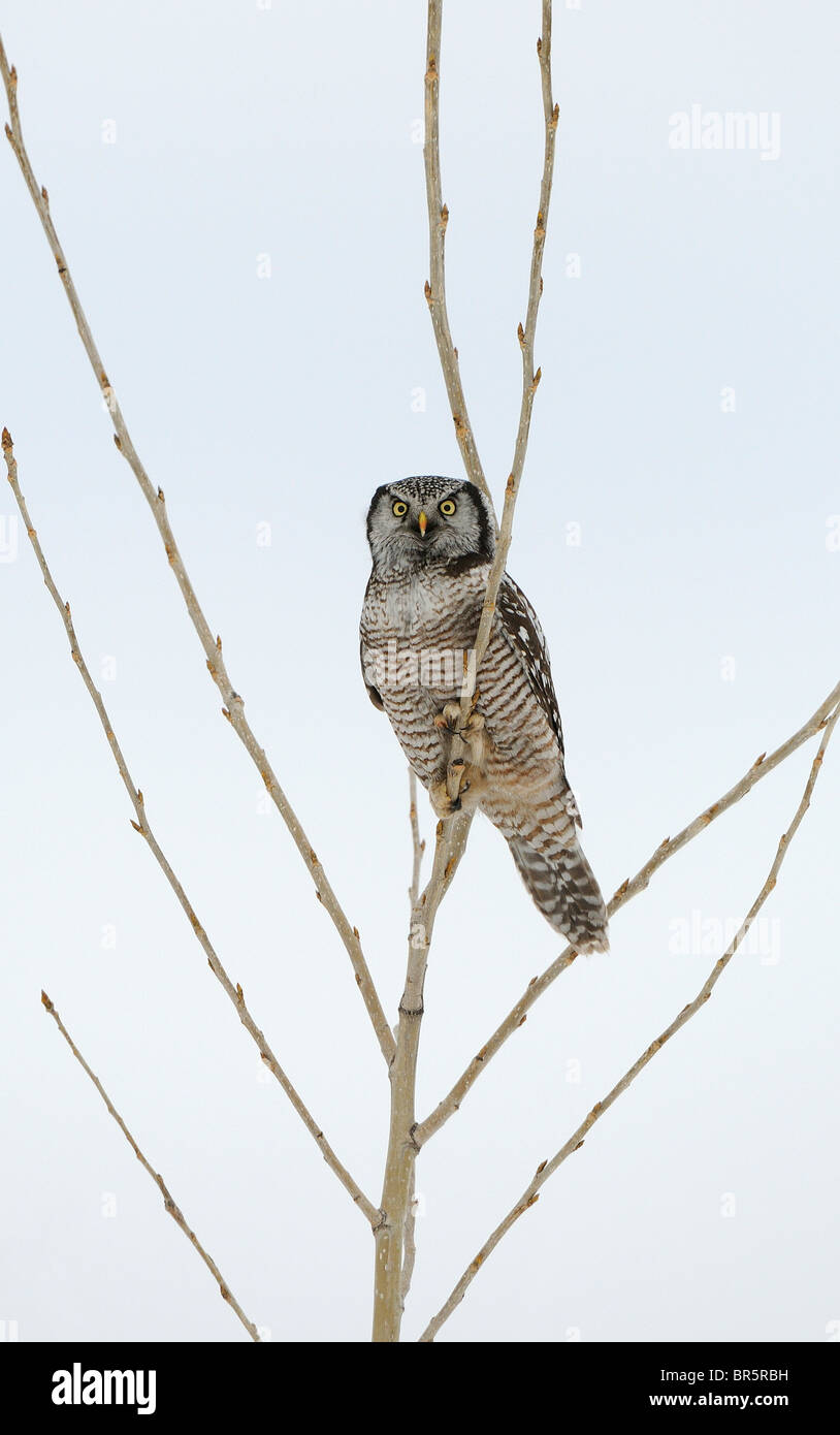 Hawk Owl (Surnia ulula) perched on thin branch, Ottawa, Canada Stock ...