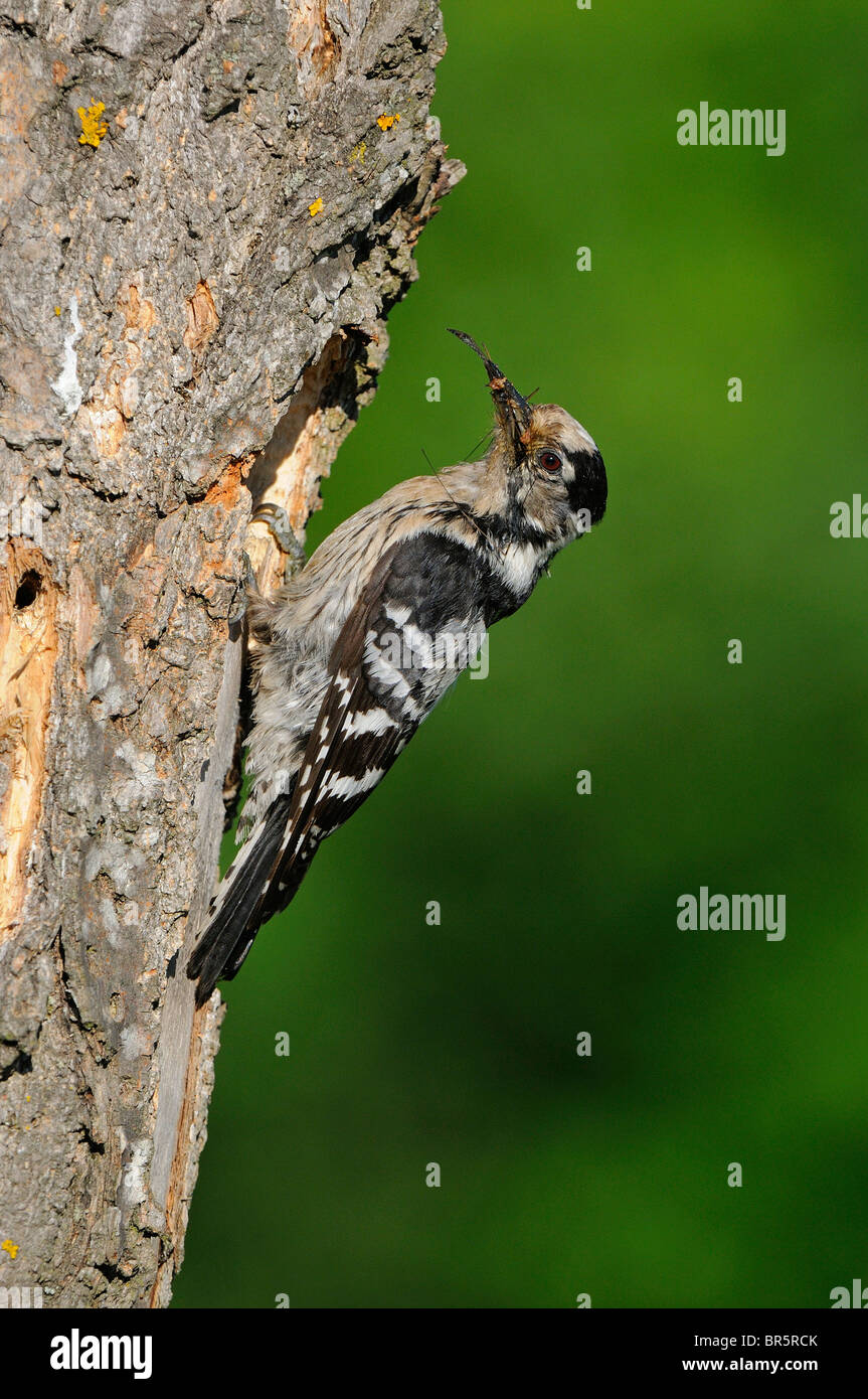 Lesser Spotted Woodpecker (Dendrocopos minor) female at nest hole with ...