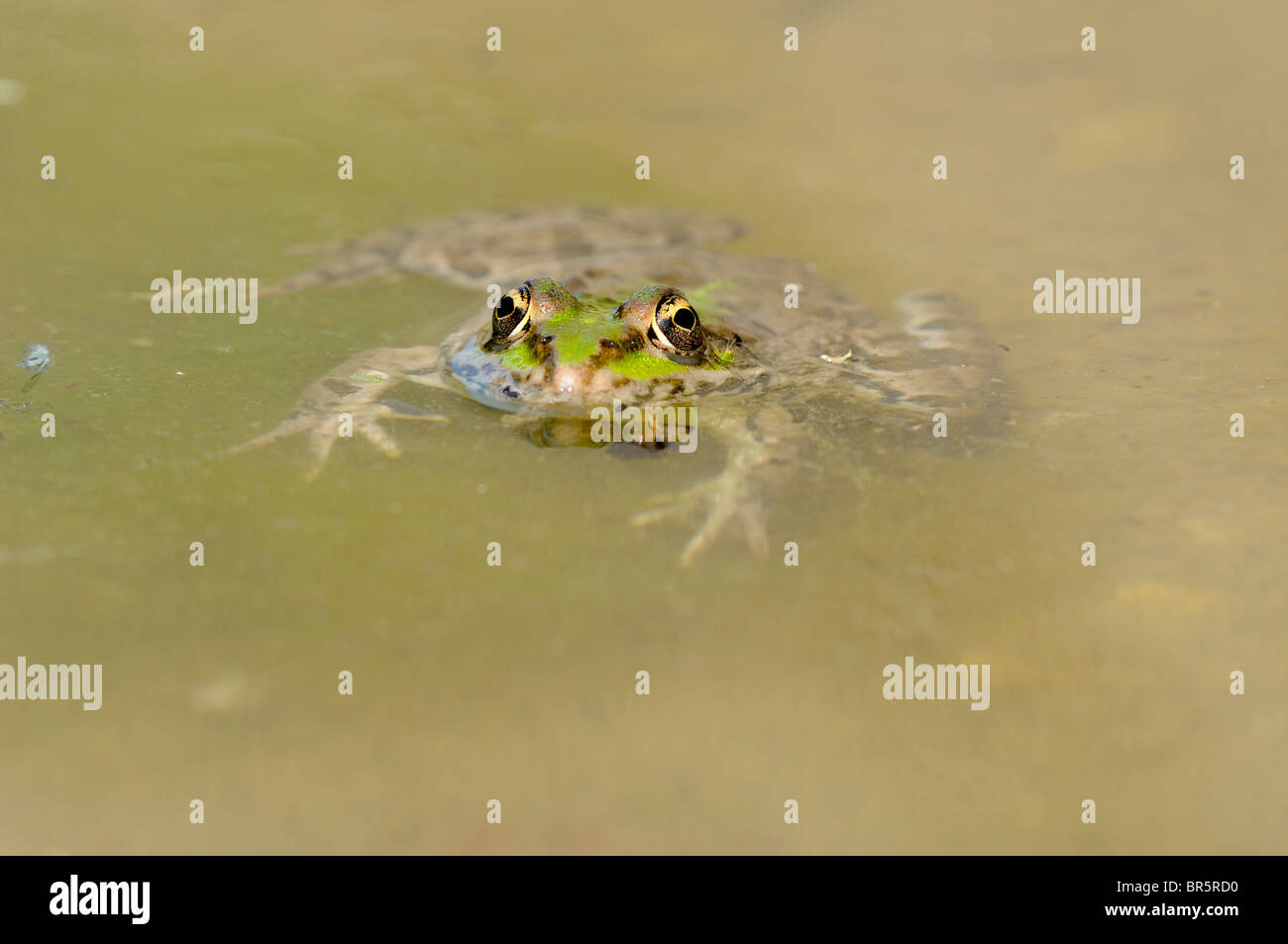 Marsh Frog (Rana ridibunda) floating motionless in water, Bulgaria ...