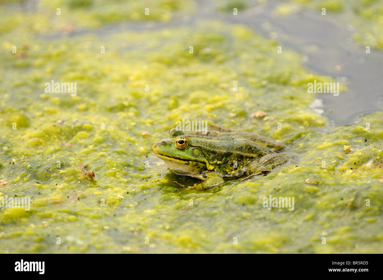 Marsh Frog (Rana ridibunda) sitting on mat of algal bloom, Blugaria ...
