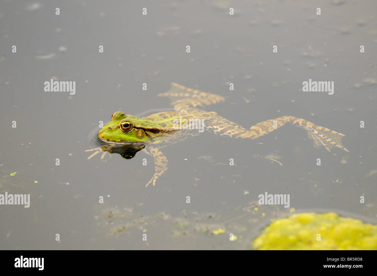 Marsh Frog (Rana ridibunda) floating motionless at water surface ...
