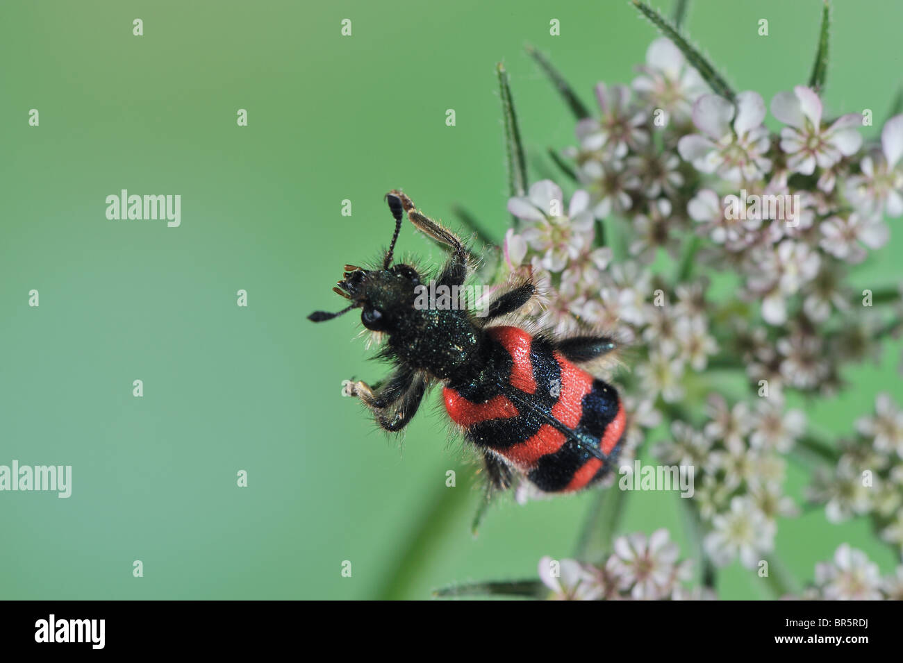 Bee beetle - Chequered beetle (Trichodes apiarius) on flower - Vaucluse ...