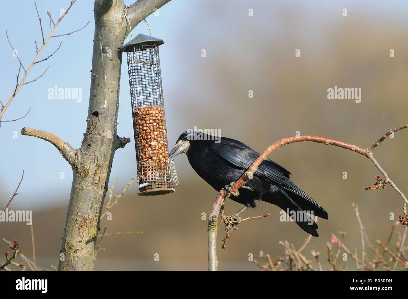 Rook uk feeder hi-res stock photography and images - Alamy