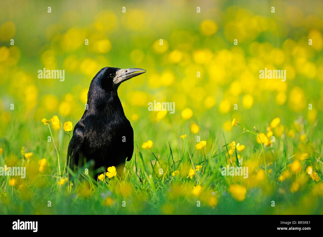 Rook bird hi-res stock photography and images - Alamy