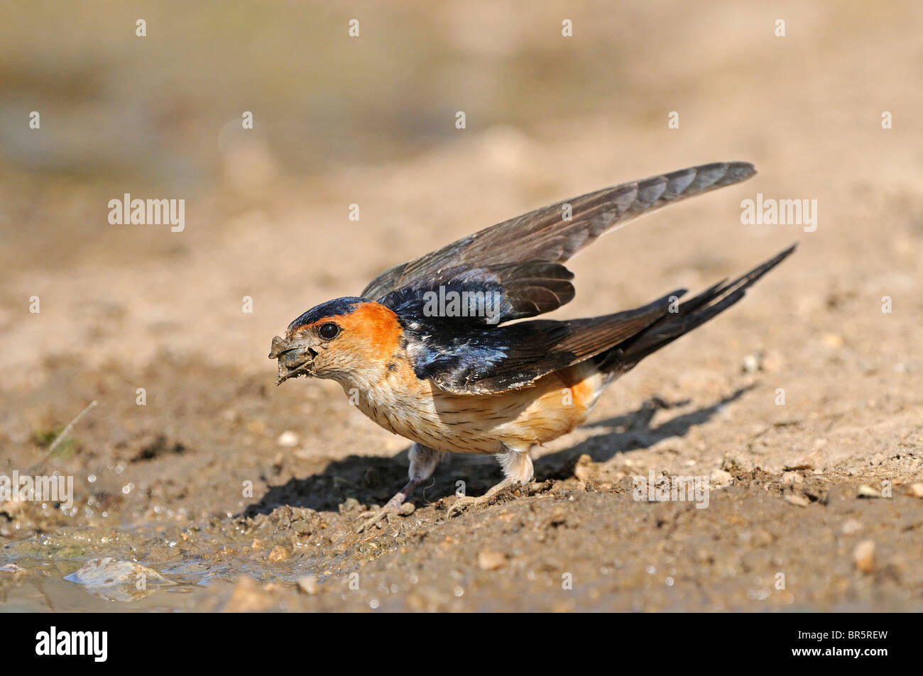 Red-rumped Swallow (Hirundo daurica) on ground with beakful of mud for ...