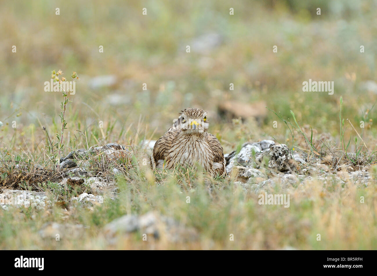 Curlew on ground hi-res stock photography and images - Alamy