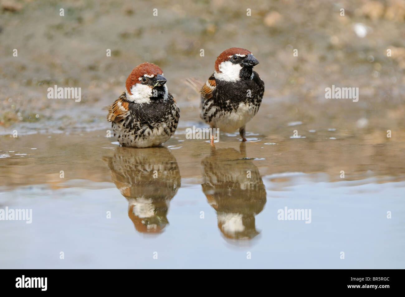 Spanish Sparrow (Passer hispaniolensis) two birds standing in pool of ...