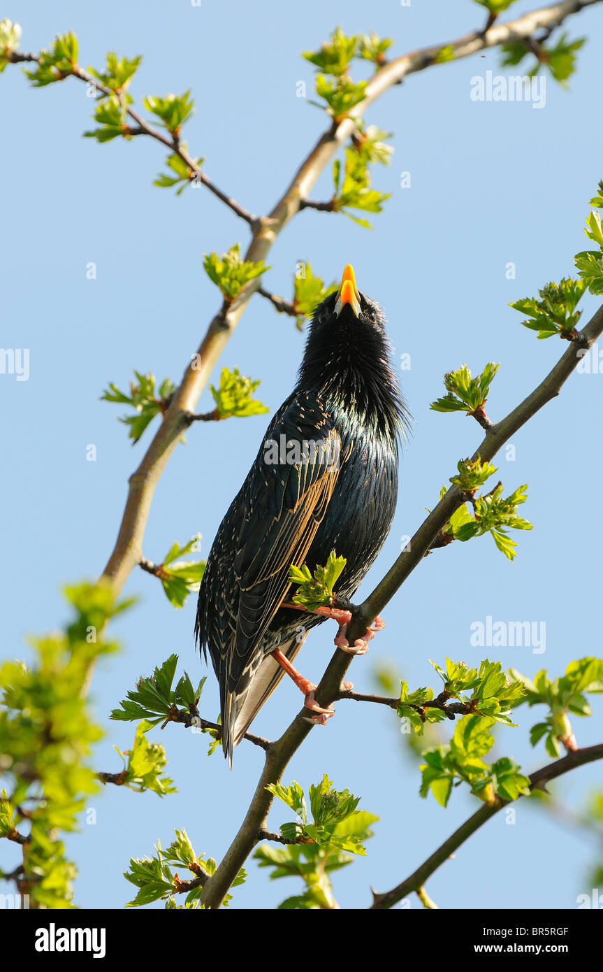 Singing starling hi-res stock photography and images - Alamy