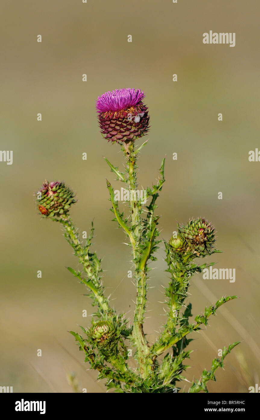 Musk thistle hi-res stock photography and images - Alamy