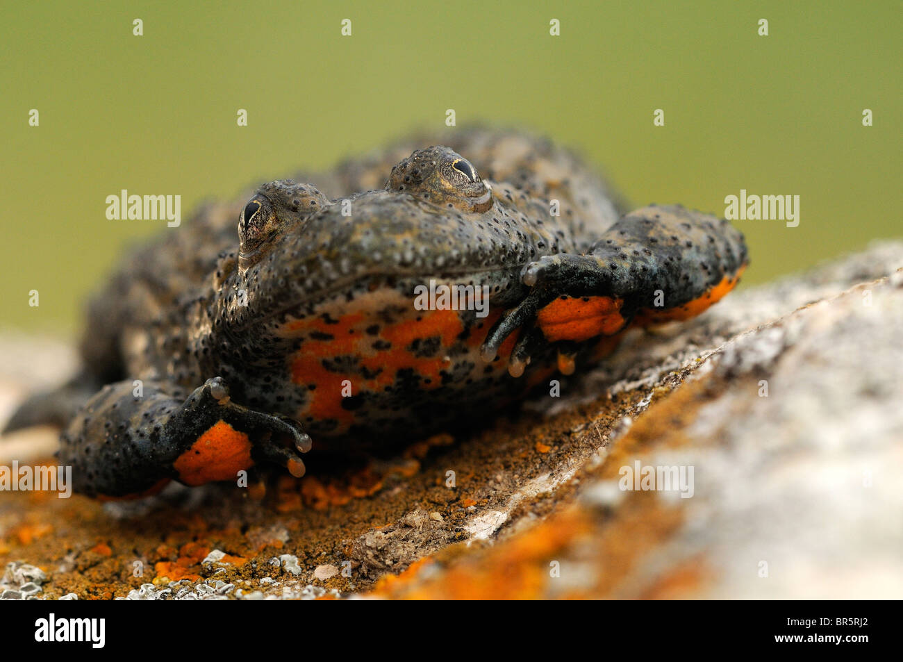 Yellow-bellied Toad (Bombina variegata) showing underside, Bulgaria ...