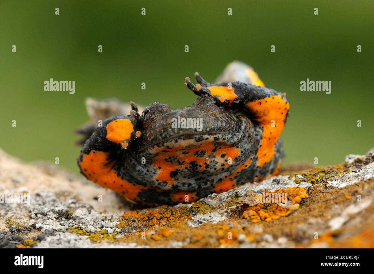 Toad defensive posture hi-res stock photography and images - Alamy