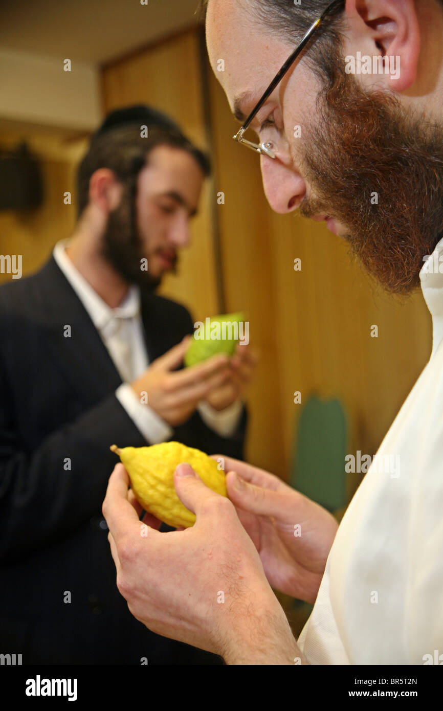 Two Orthodox Jewish men select their Etrog (Citron) for the festival of ...
