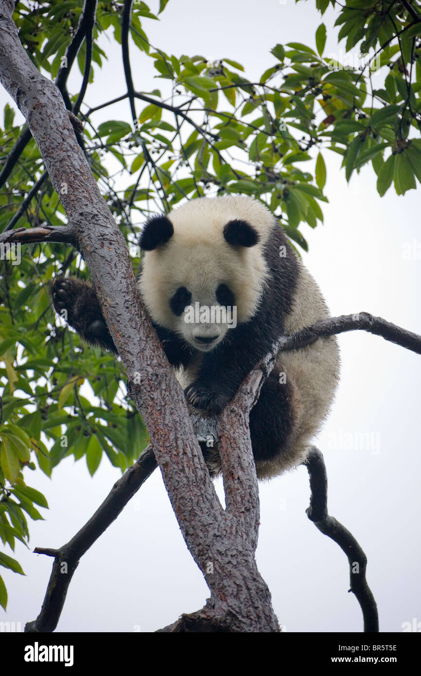 Panda tree mountains hi-res stock photography and images - Alamy