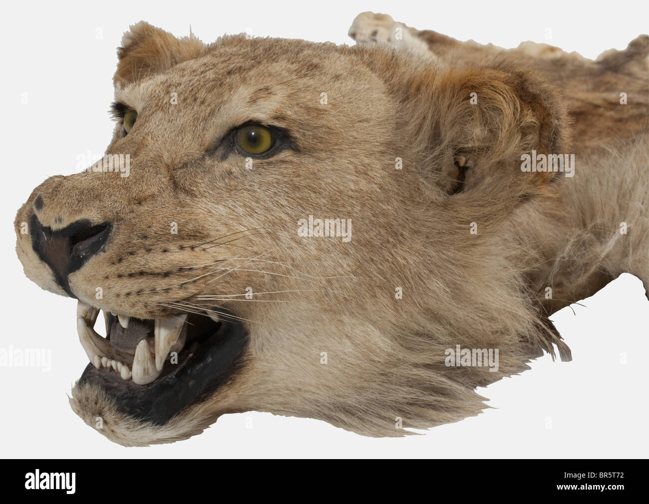 A lion's skin, 20th century Skin of a male lion cub (Panthera leo) with ...
