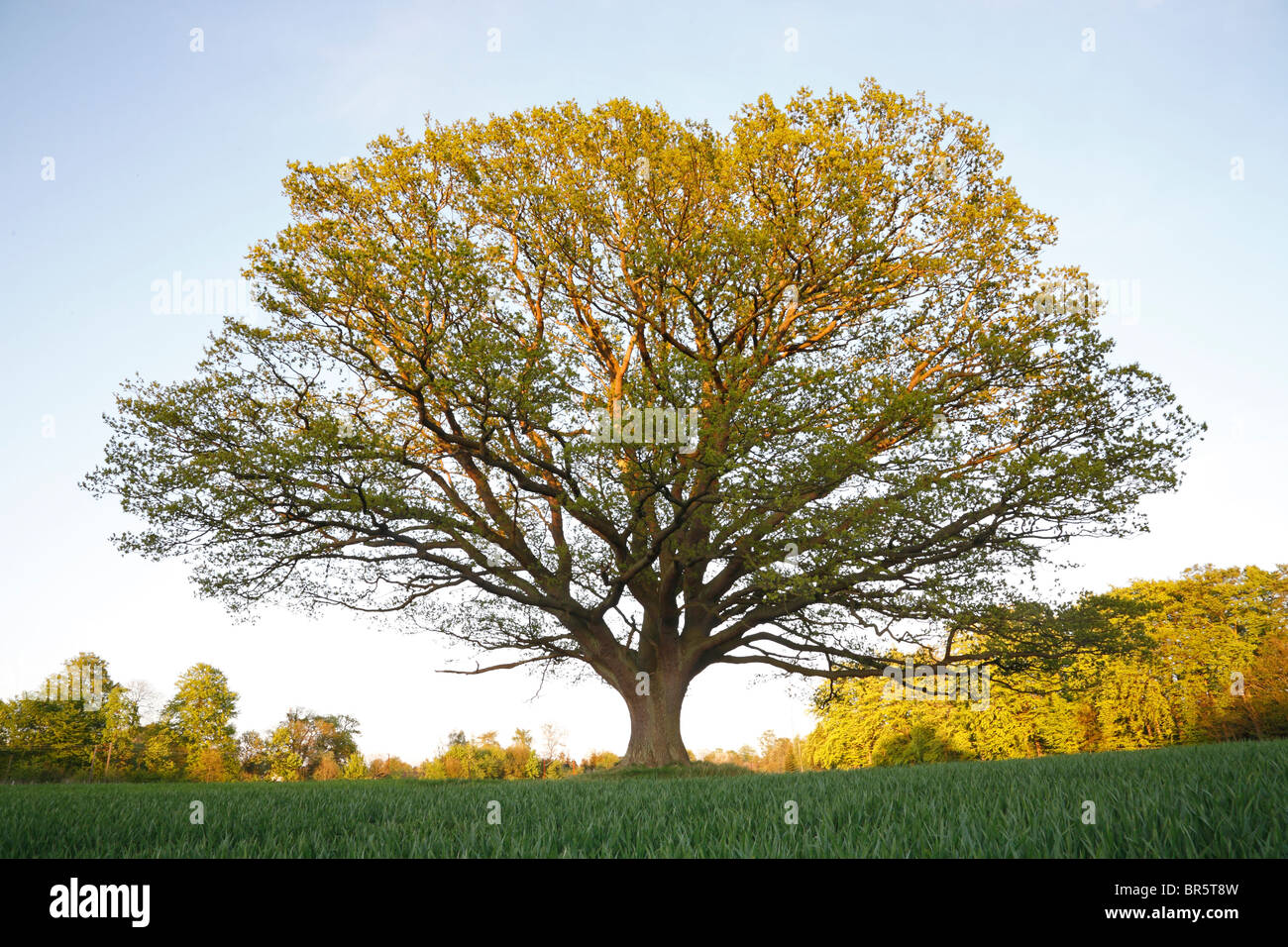English oak tree hi-res stock photography and images - Alamy