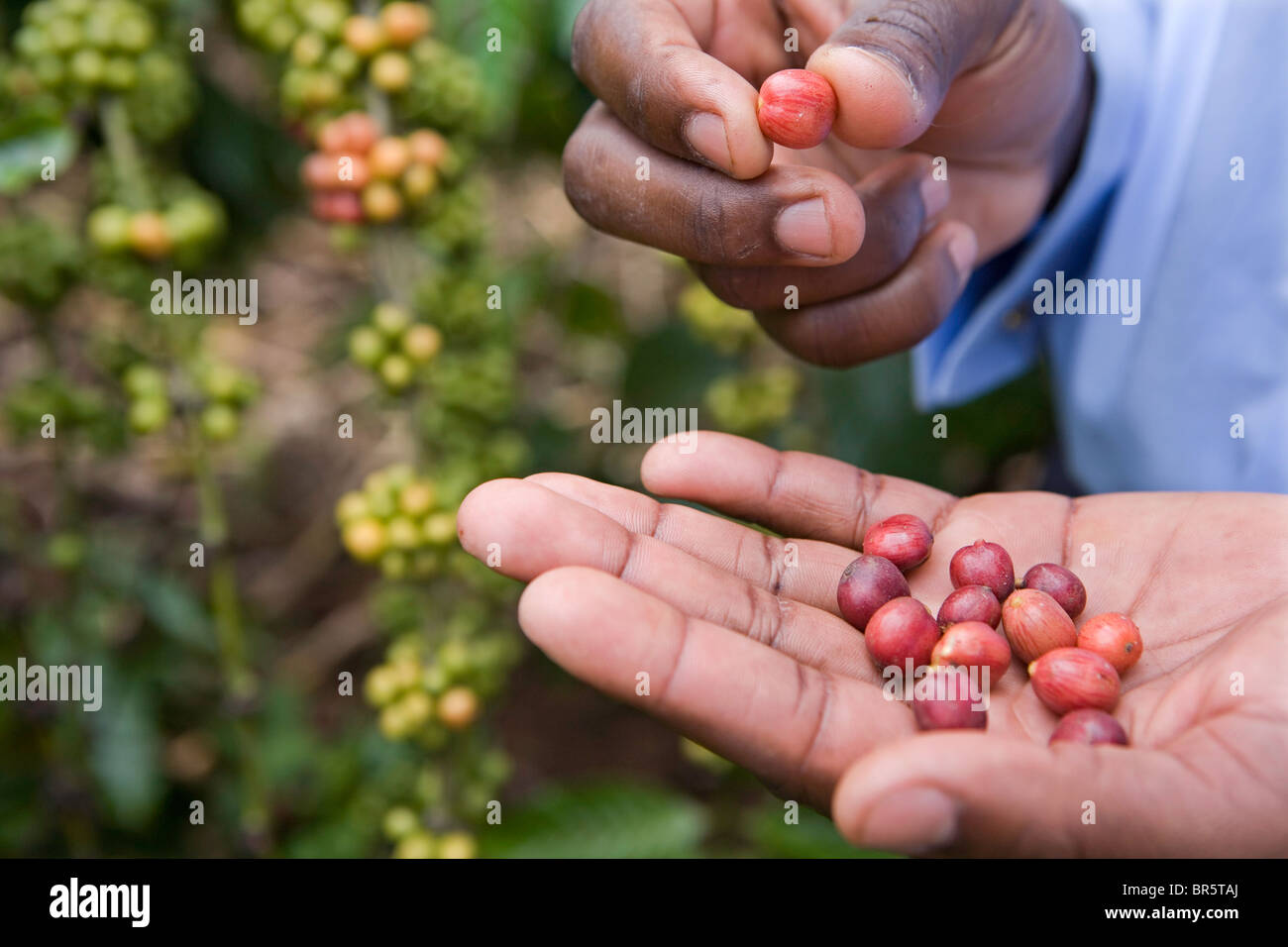 Uganda coffee production hi-res stock photography and images - Alamy