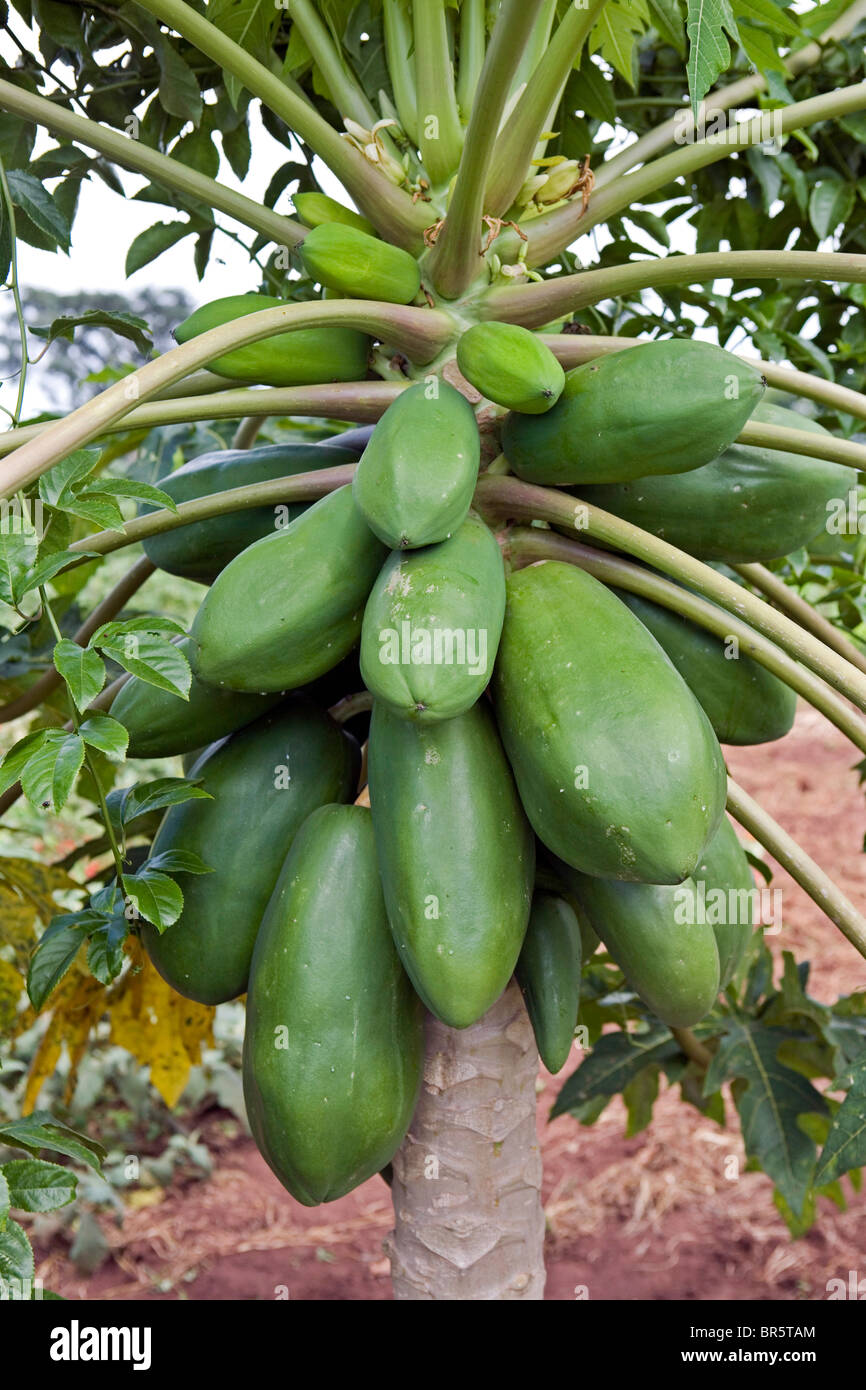 The fruit on a Paupau tree in the Kamuli region of Uganda Stock Photo ...